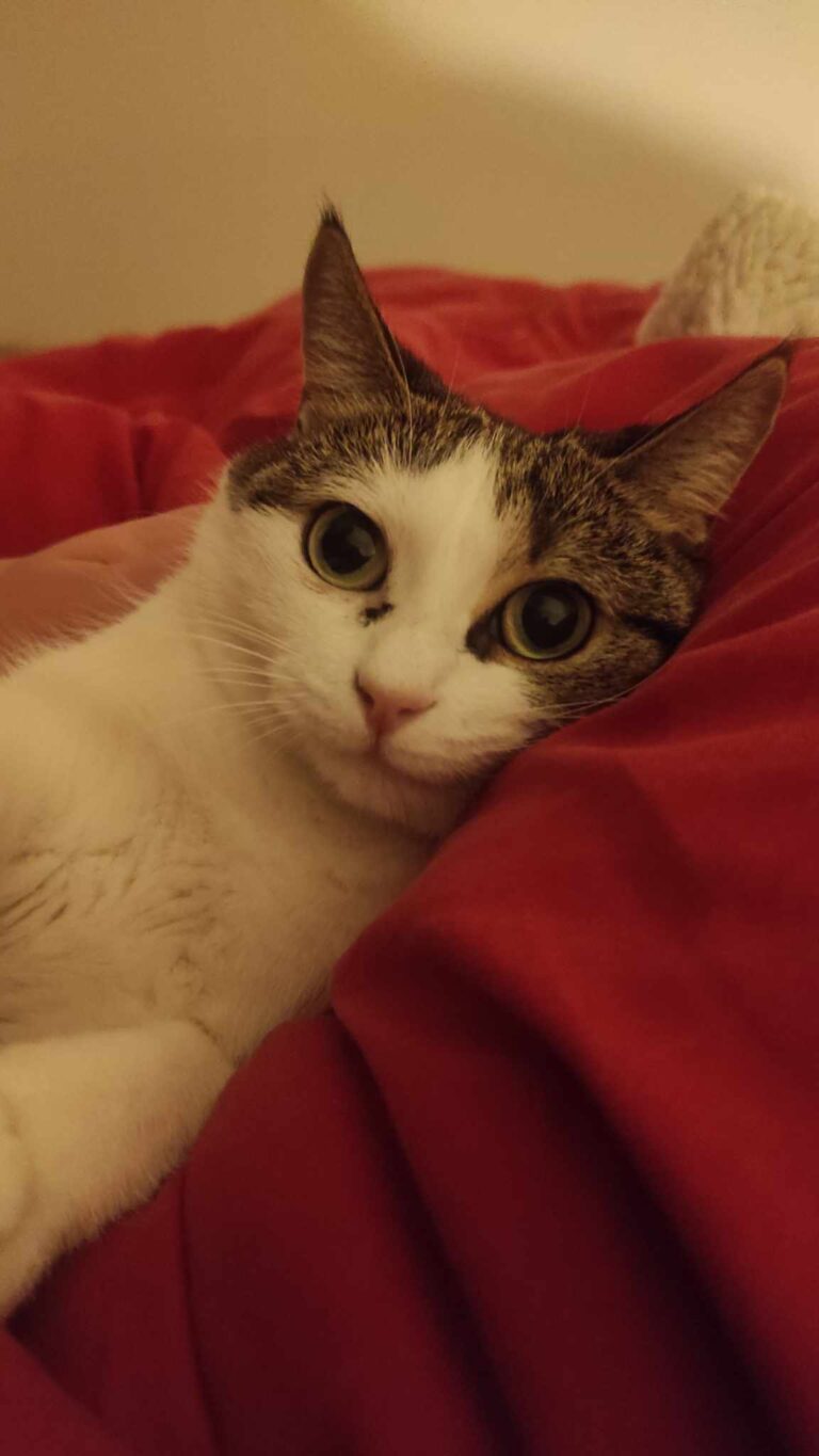 Pourquoi mon chat bave ? Causes et traitements