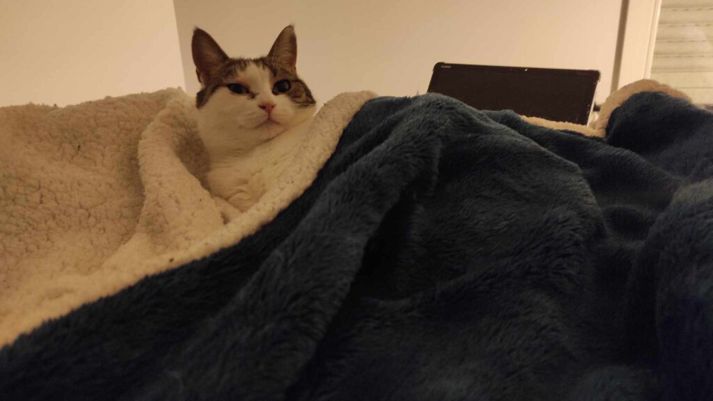 Pourquoi mon Chat feule ? Tout savoir sur le feulement des félins