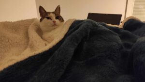 Pourquoi mon Chat feule ? Tout savoir sur le feulement des félins