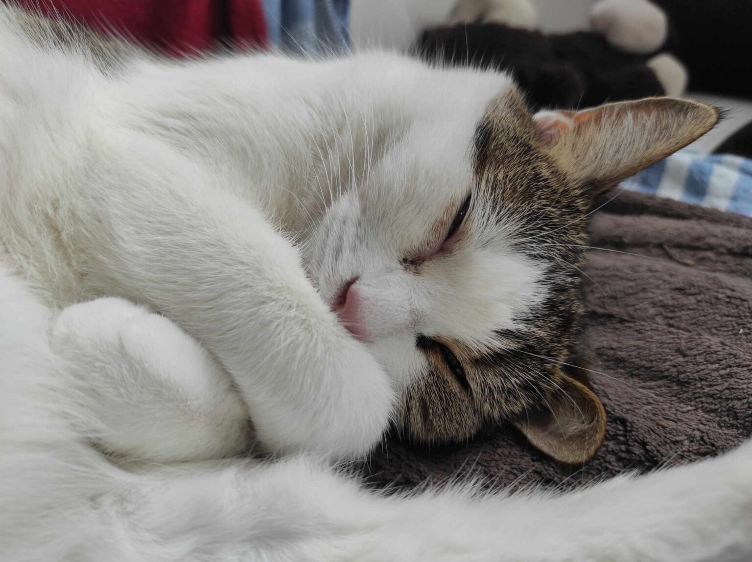 Mon Chat Ronfle : Causes, diagnostic et traitements