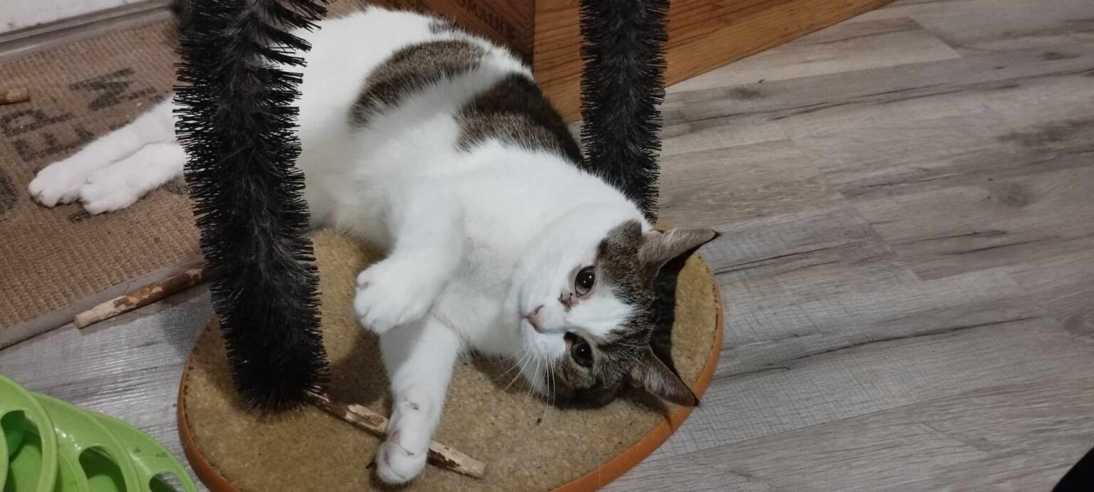 Pourquoi mon Chat feule ? Tout savoir sur le feulement des félins