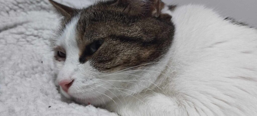 Pourquoi mon Chat feule ? Tout savoir sur le feulement des félins