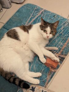 Pourquoi mon Chat feule ? Tout savoir sur le feulement des félins