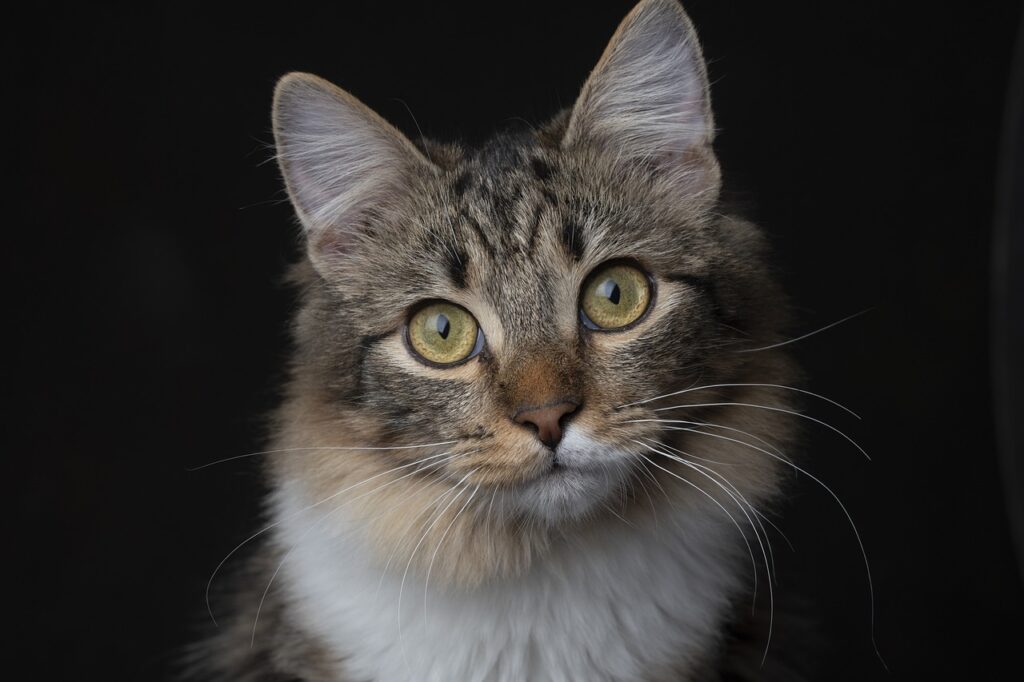 Pourquoi mon Chat feule ? Tout savoir sur le feulement des félins