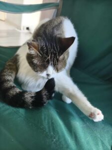 Pourquoi mon Chat feule ? Tout savoir sur le feulement des félins