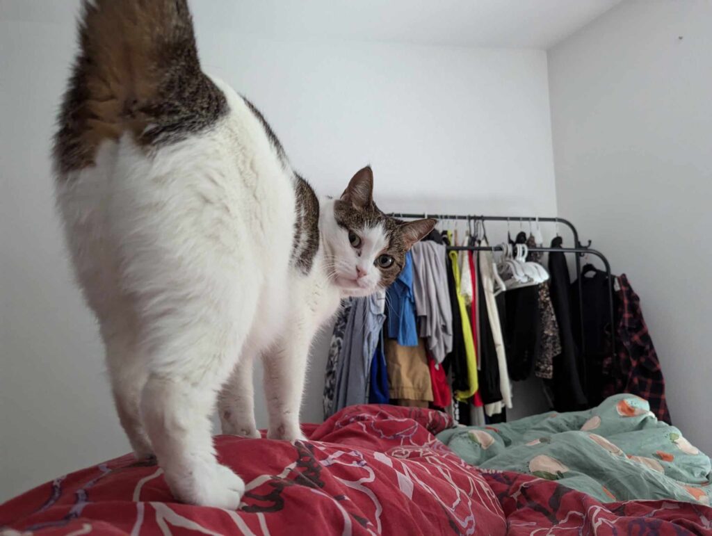 Pourquoi mon Chat feule ? Tout savoir sur le feulement des félins