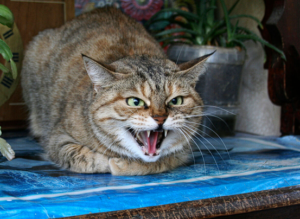 Chat qui devient agressif : Comprendre et calmer son comportement