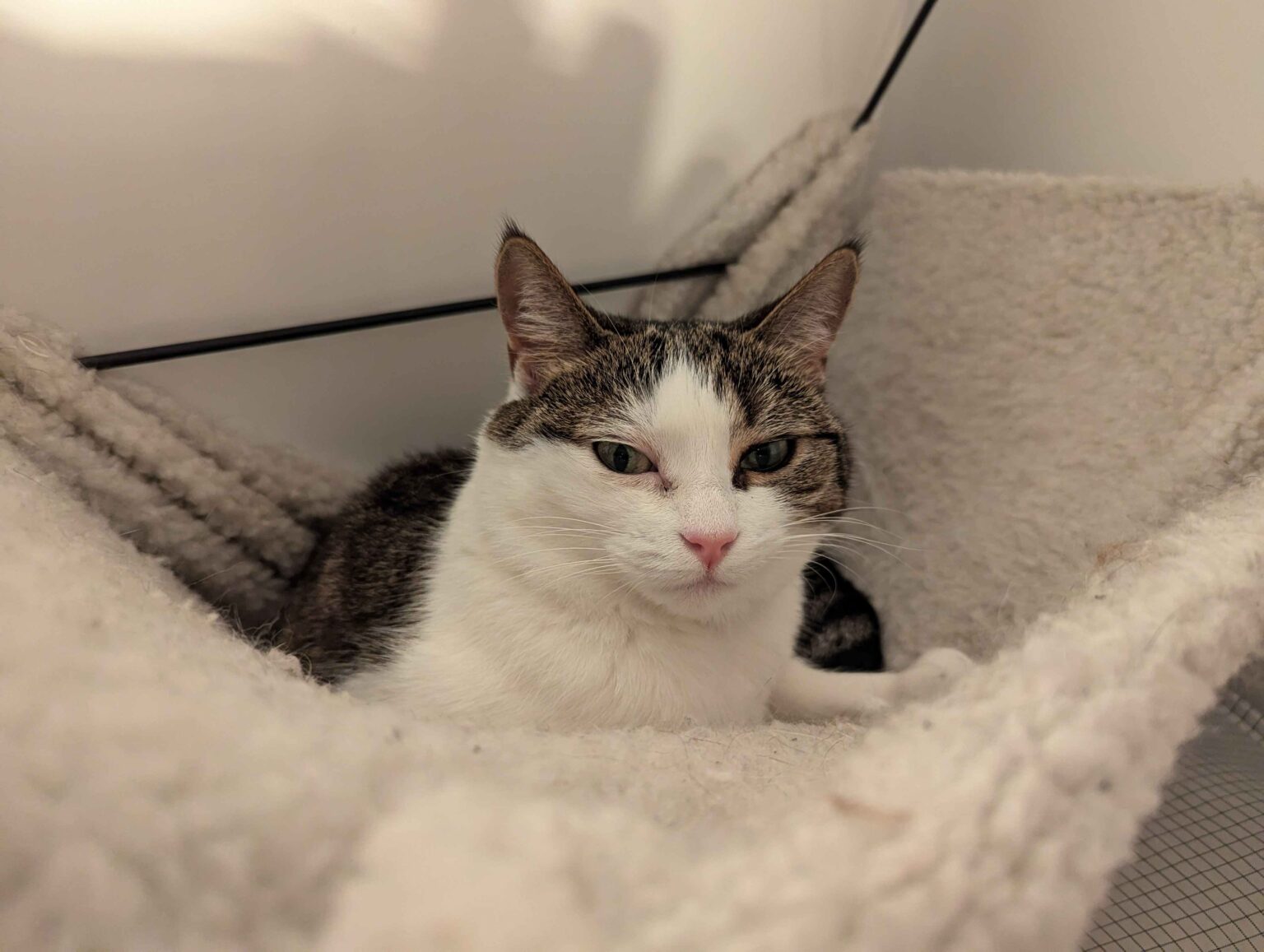 Nom de Chats en 2024 : 100 Idées de prénoms de chats en V, W, X, Y et Z